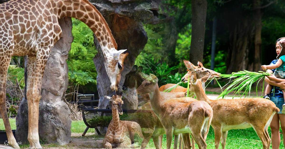 카오키오 오픈 동물원 프라이빗 반나절 여행 - 클룩 Klook 한국